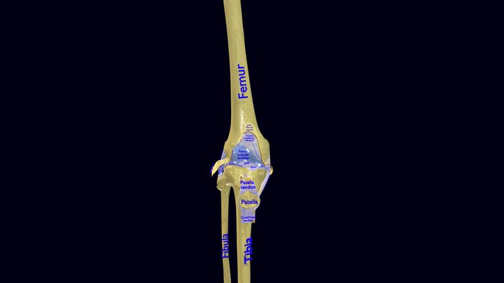 Cartilage 3D models - Sketchfab
