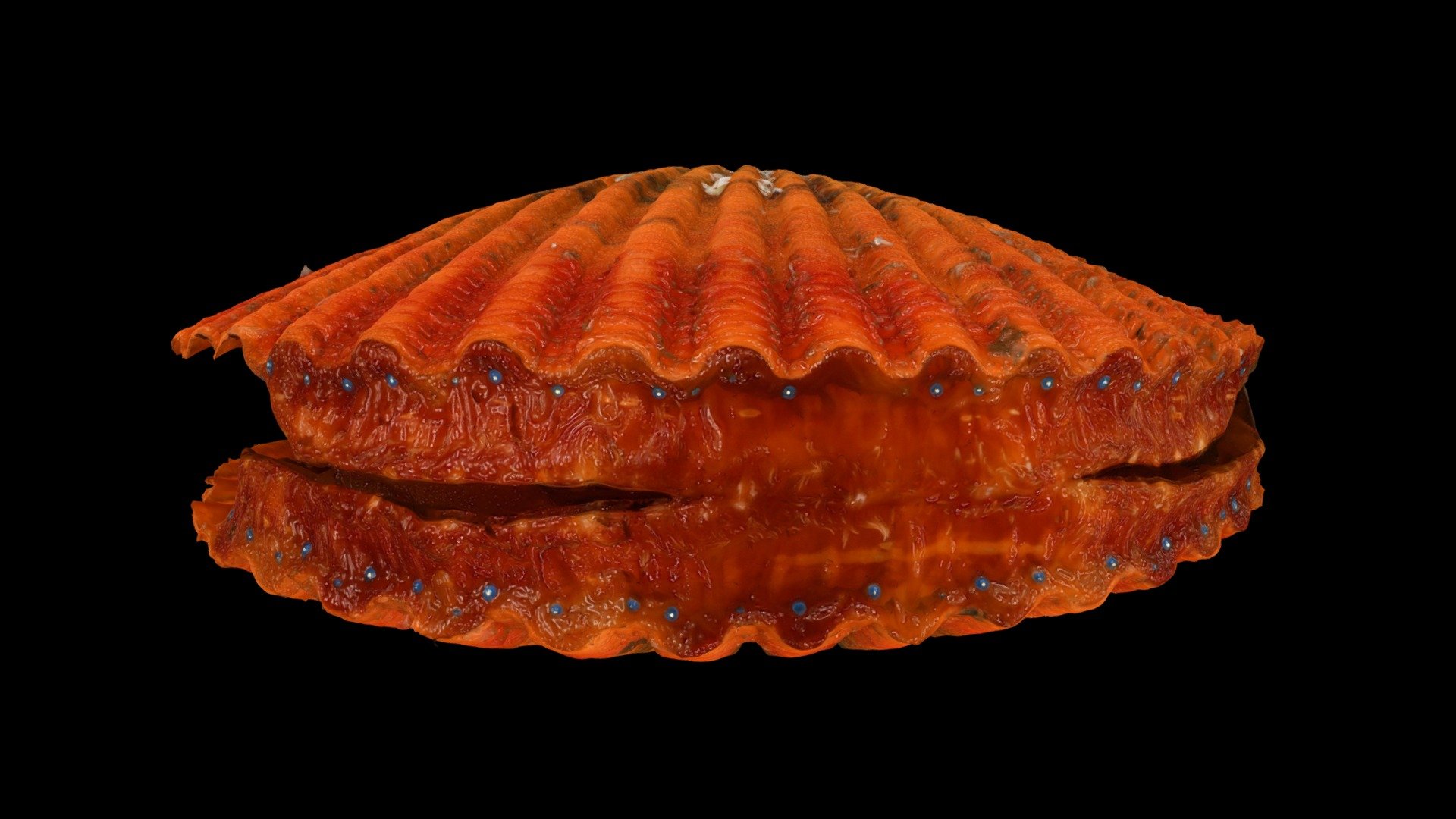 ヒオウギガイ Noble Scallop with blue eyes, M. nobilis - Download Free 3D ...