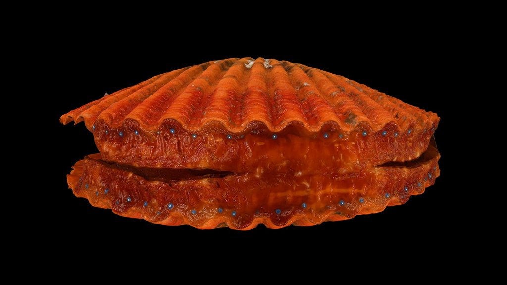 invertebrates - A 3D model collection by zoofun (@zoo_fun) - Sketchfab
