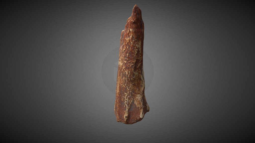 Australopithecus afarensis - A 3D model collection by pithecanthropus7 - Sketchfab
