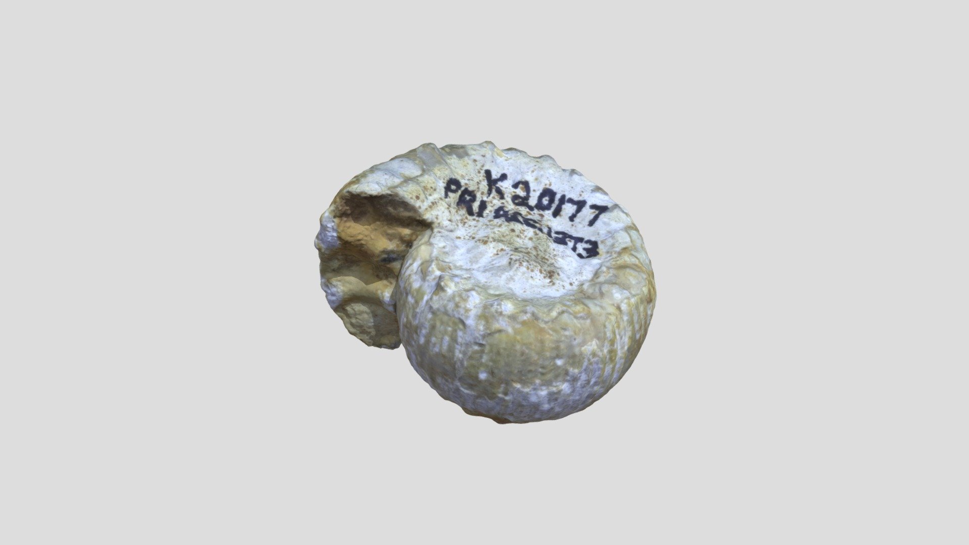 unknown specimen - Download Free 3D model by BenkerGeoSci [21845a4 ...