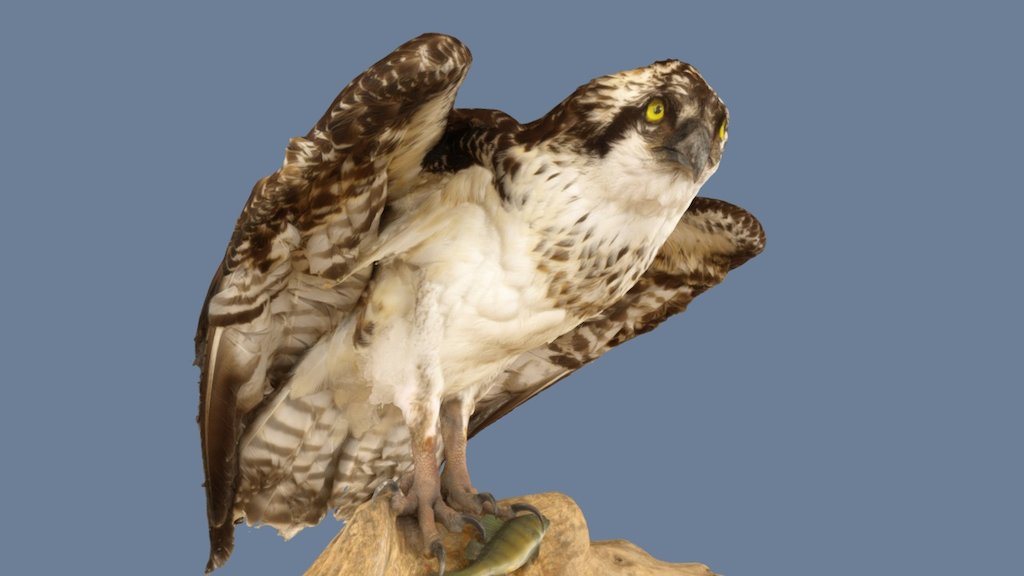 Osprey (with sound) - 3D model by John Fino (tauricity) (@tauricity ...