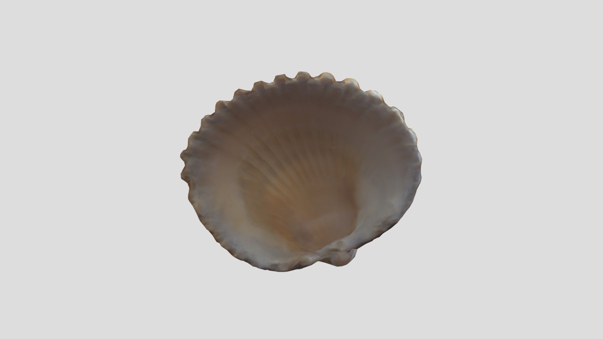 Seashell 10 - Buy Royalty Free 3D model by GeneSalad [218a04d ...