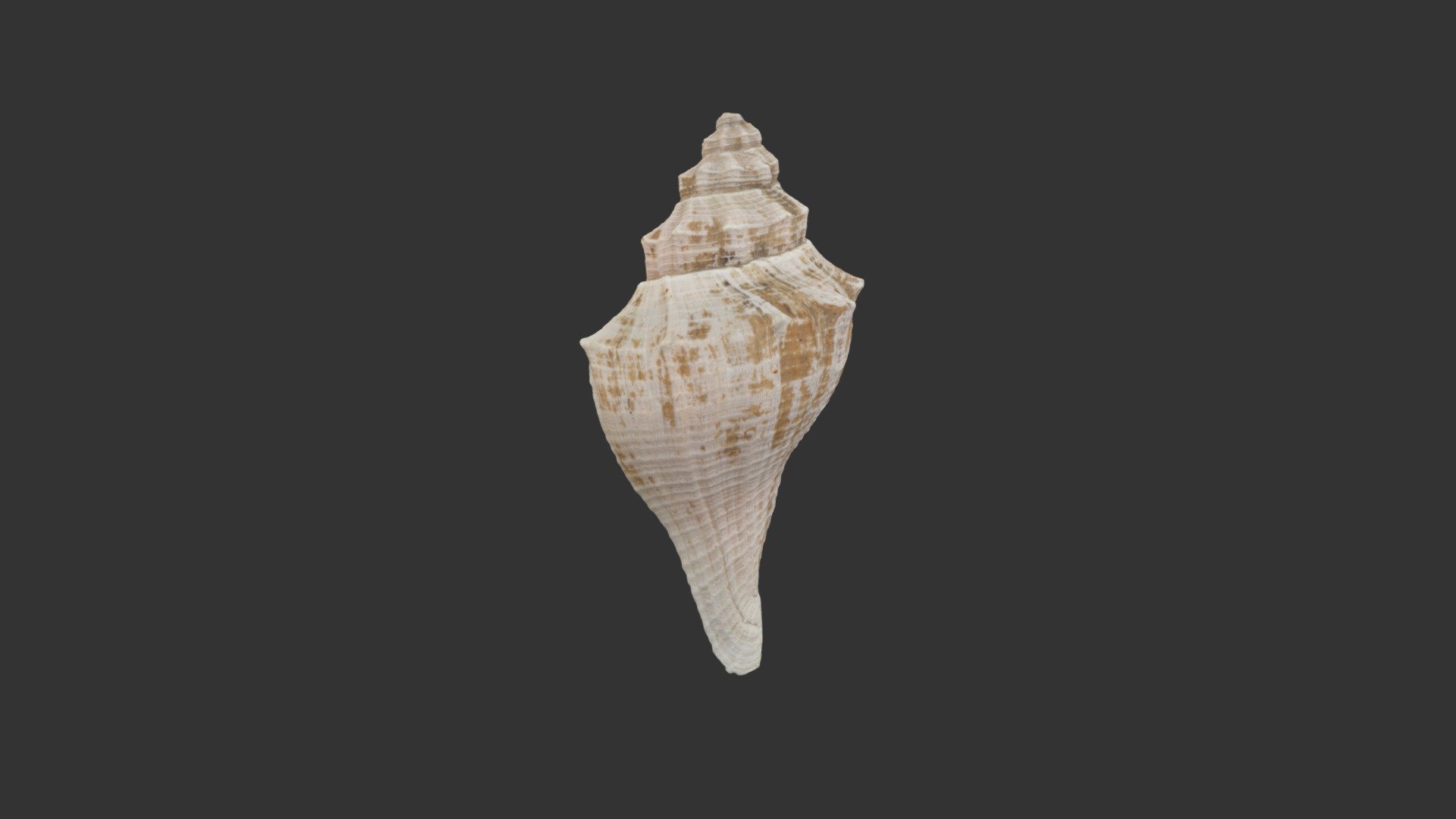 20220731conch - Download Free 3D model by Andykk (@andykwok91011 ...