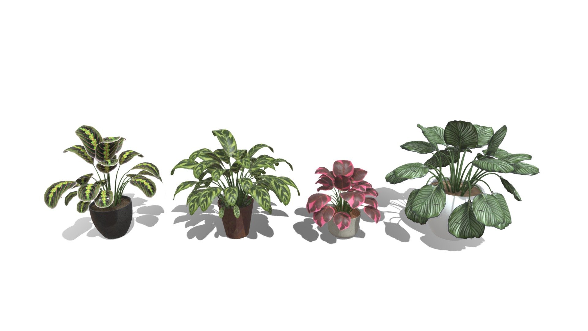 Prayer Plant 3D Model - Buy Royalty Free 3D model by hkhalif [218d3d4 ...