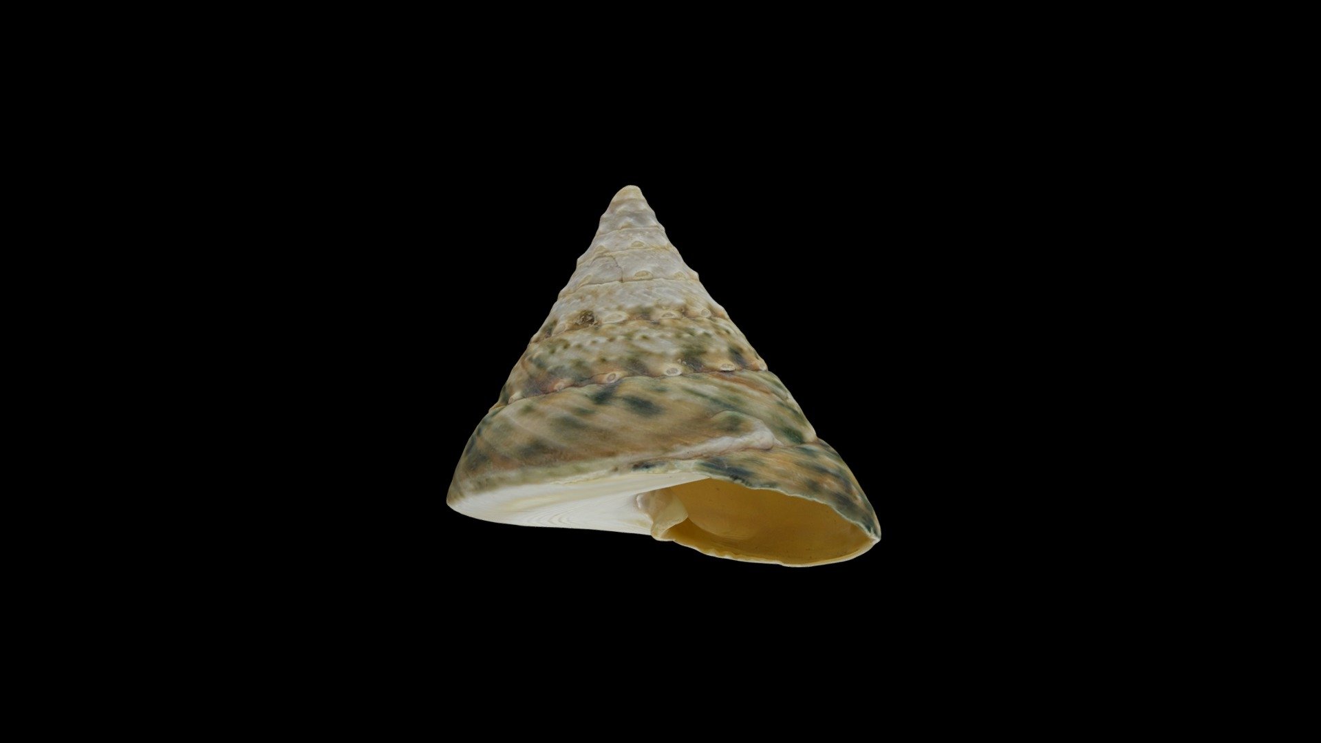Tectus sp. - 3D model by latedcapuerj [218e7a4] - Sketchfab