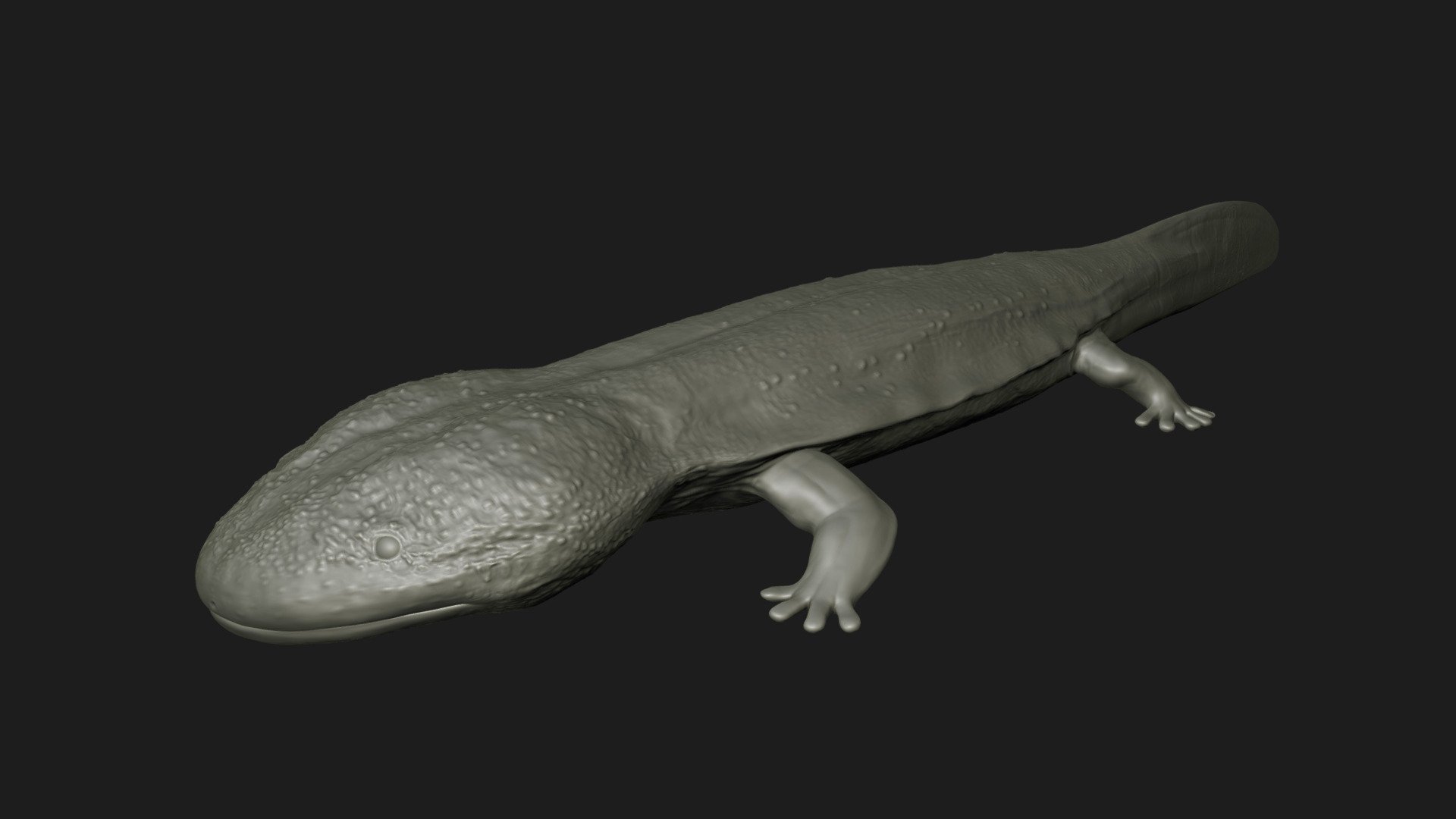 Model 98B - Japanese Giant Salamander Mesh - Download Free 3D model by ...
