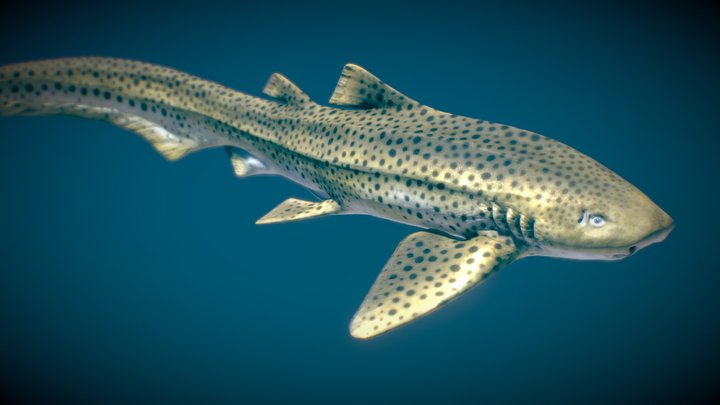 Sea-animals 3D models - Sketchfab
