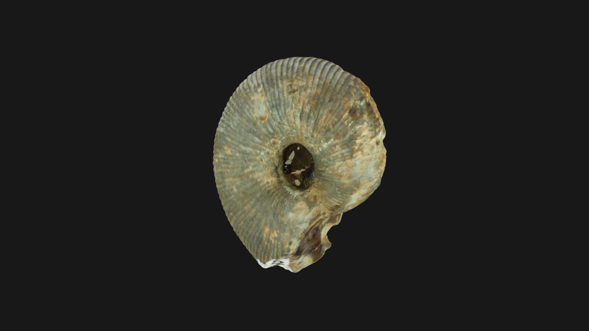 Macrocephlites macrocephalus - Buy Royalty Free 3D model by Shellie ...