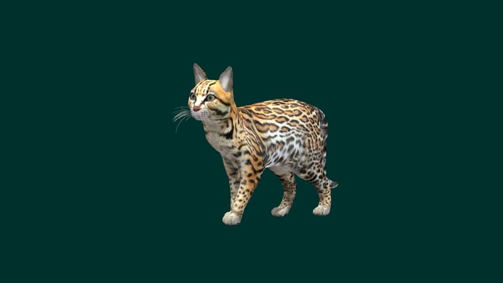 Ocelot 3D models - Sketchfab