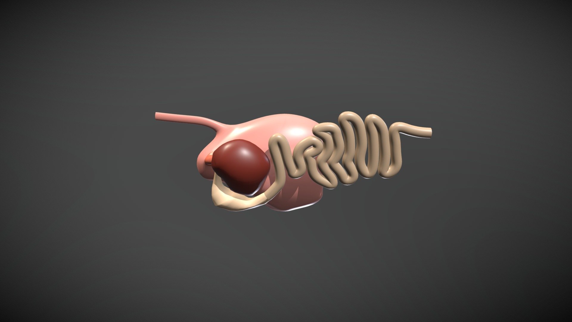 Cow_Digestive_System_Final - Download Free 3D model by creativelonitics ...