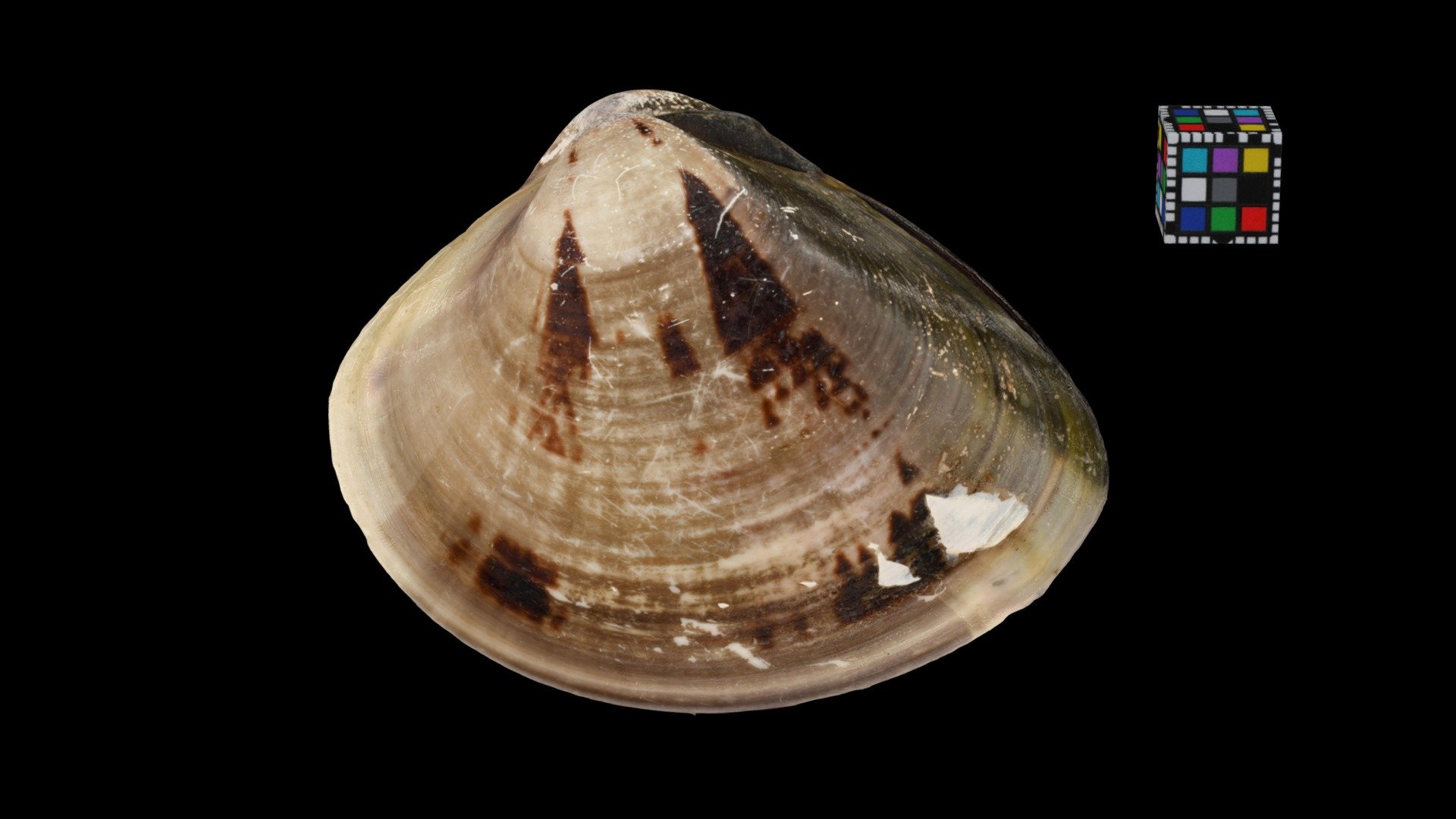 ハマグリ Japanese Hard Clam, Meretrix lusoria - Download Free 3D model by ...