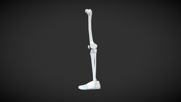 Knee 3D models - Sketchfab