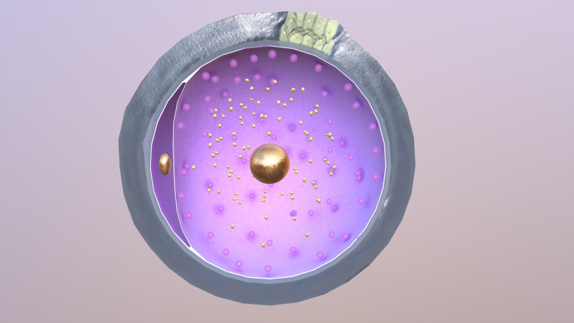 Human Egg Cell - 3D model by XReady Lab (@xreadylab) [21c19e1] - Sketchfab