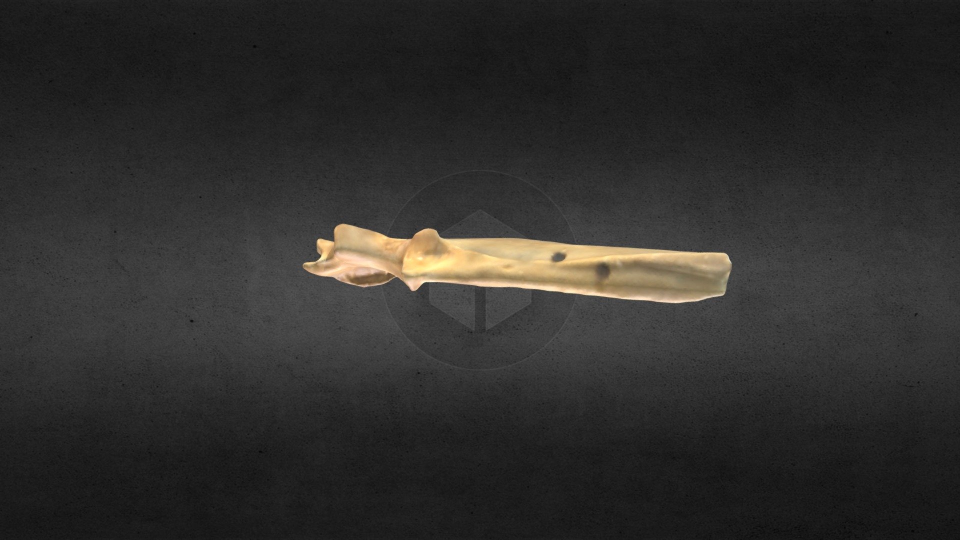 MSCC084 Vulpes vulpes Left Ulna - Download Free 3D model by The Mammoth ...
