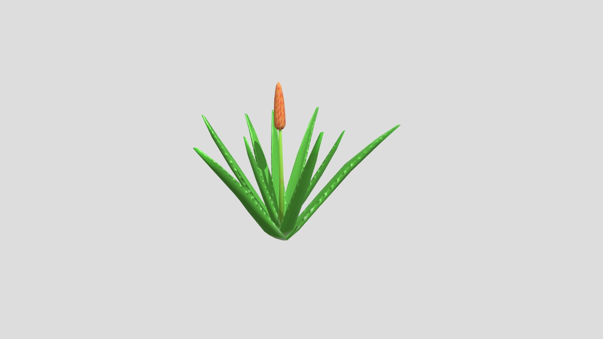 Aloe - 3D model by コマル/Coumaru (@estrella_fija) [21c57bd] - Sketchfab
