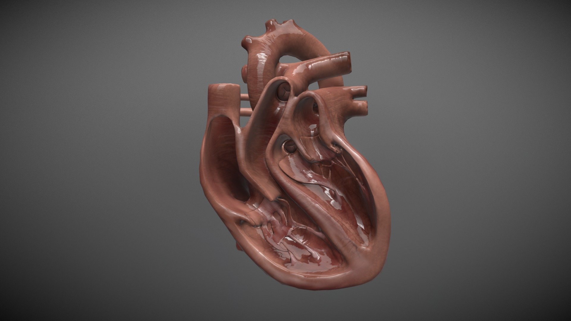 Animated_Human_Heart (Cross_section) - 3D model by Nisal Wickramasekara ...