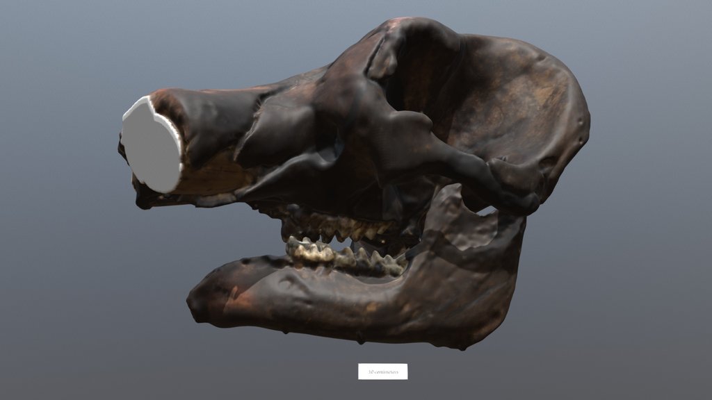 Ice Age - A 3D model collection by porcupinegrenade - Sketchfab