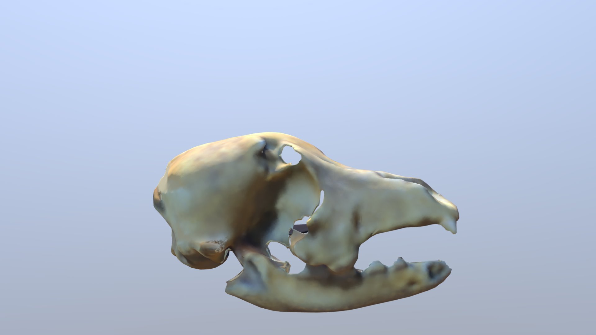 Dog Skull And Jawbone (4,000 Years Old) - Download Free 3D model by ...