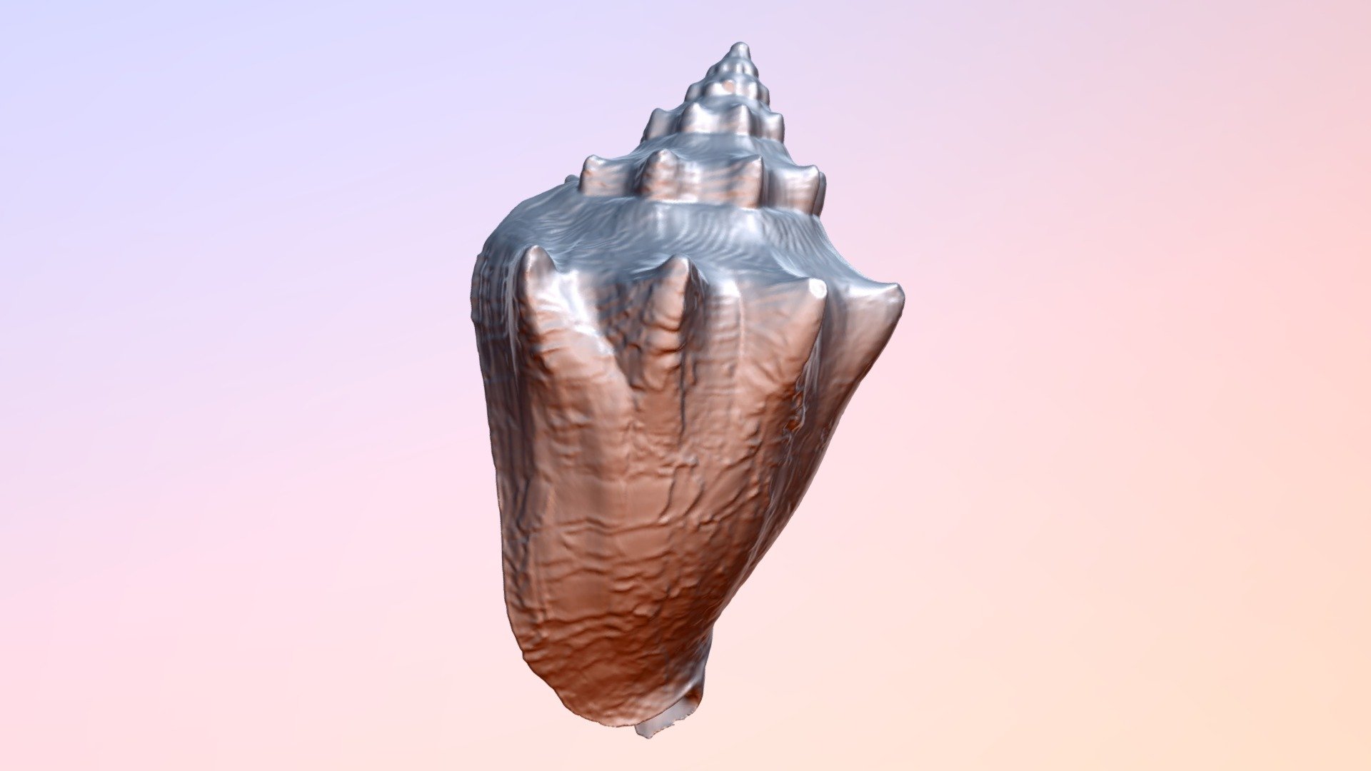 Concha Búzio de Peguari - 3D model by biomimeticaesdi [21d6333] - Sketchfab
