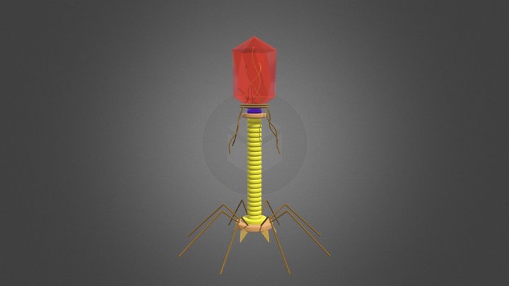 Microbiology 3D models - Sketchfab
