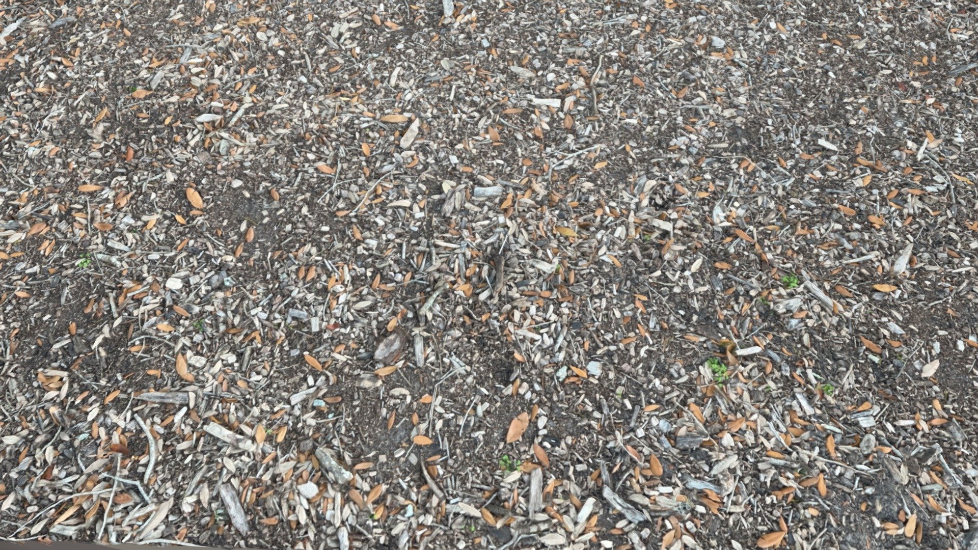Live Oak Forest Floor - Download Free 3D model by emcderm [21dd82a ...