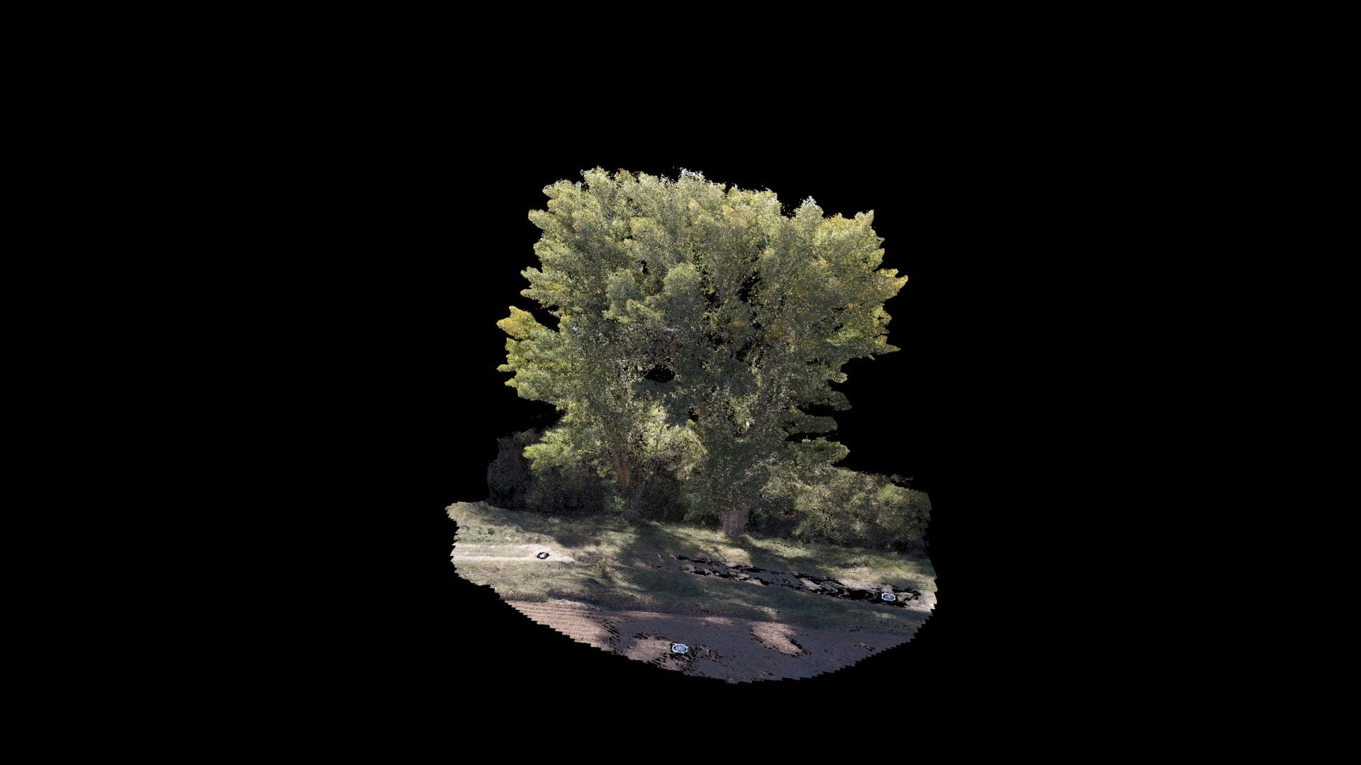 Chopo Cabecero del Remolinar - 3D model by D.G. de Medio Natural y ...