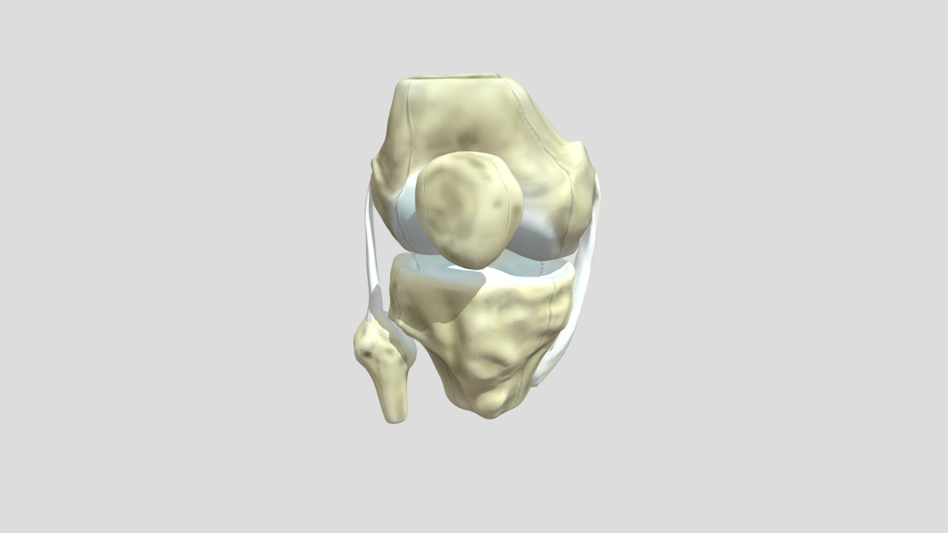 kneemodel - 3D model by ssaboo5 [21e1eff] - Sketchfab