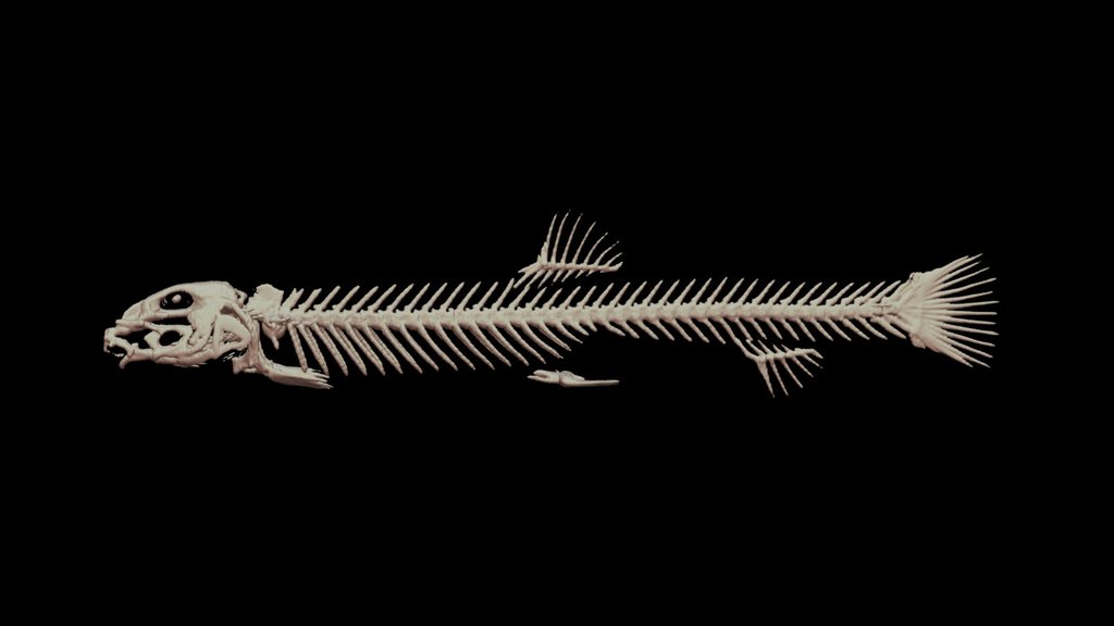 refs - animals - skeletons - A 3D model collection by Antoine Patel ...