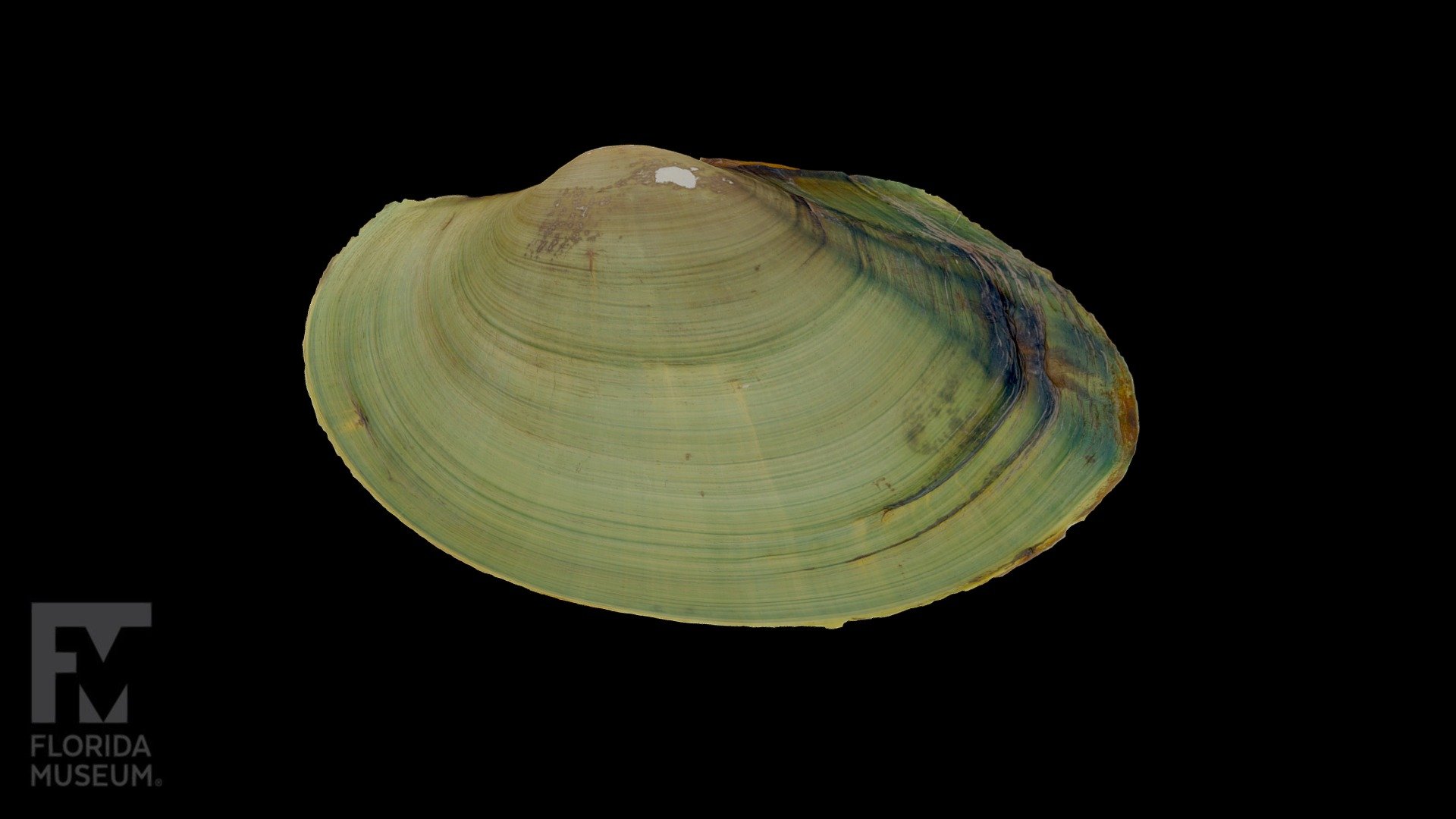 Giant floater - Freshwater Mussel - 3D model by FloridaMuseum [2204769 ...