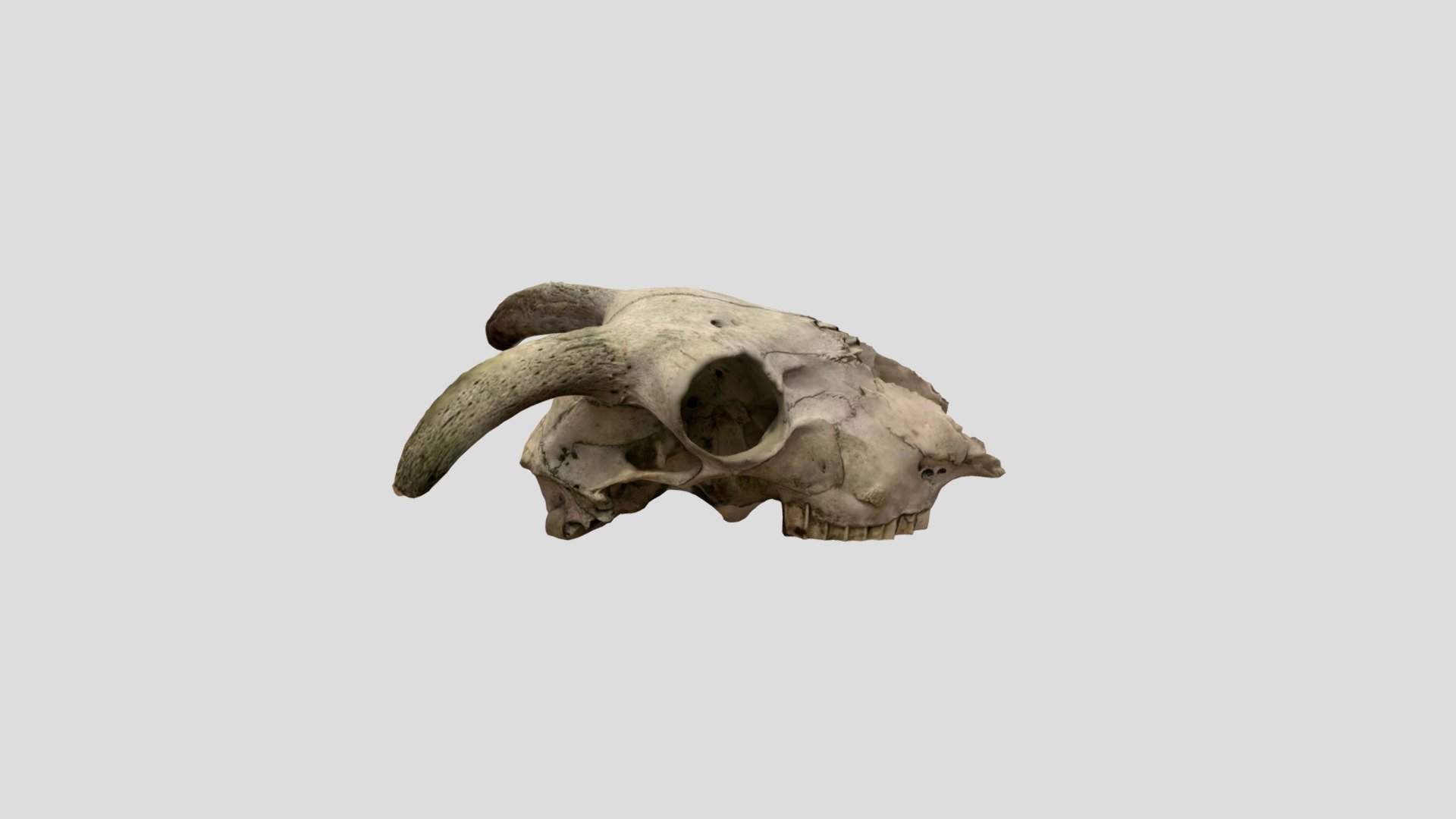 Sheep Skull - 3D model by Slipdogg [22051cd] - Sketchfab