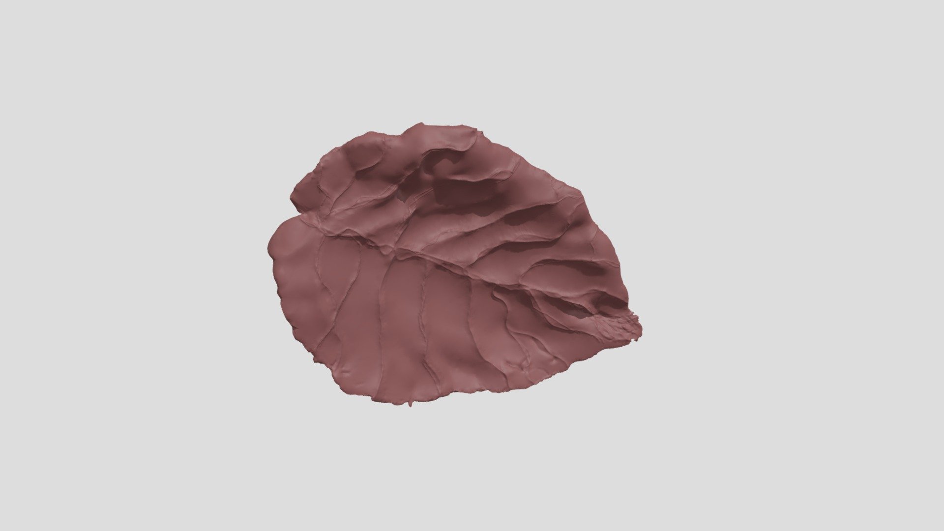 rose_leaf - 3D model by evil.pocket.money [220898e] - Sketchfab