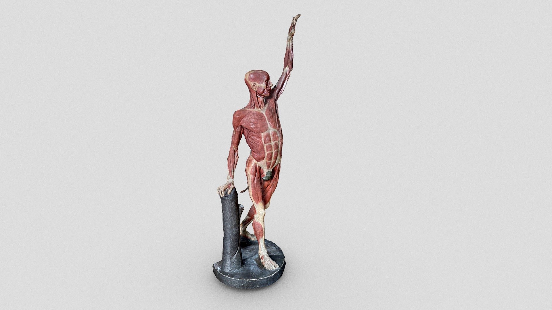 Human body, Natl. Museum of Natural History - Download Free 3D model by ...