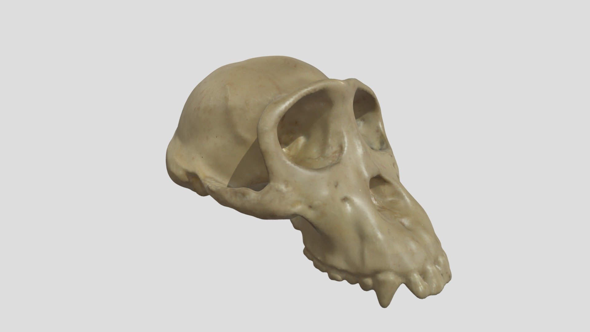 Pan paniscus mâle - Download Free 3D model by Service de biologie du ...