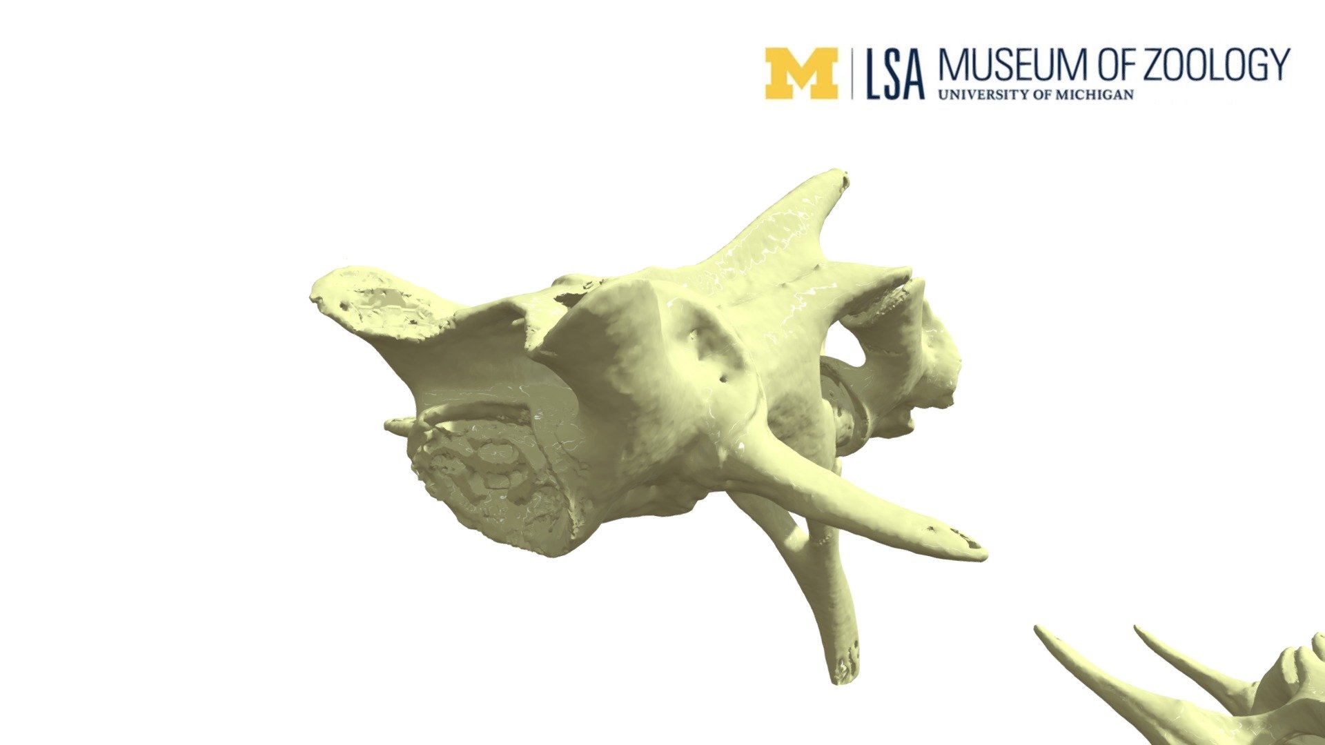 Skink Tail Vertebra - 3D model by Michigan Herpetology (UMMZ ...
