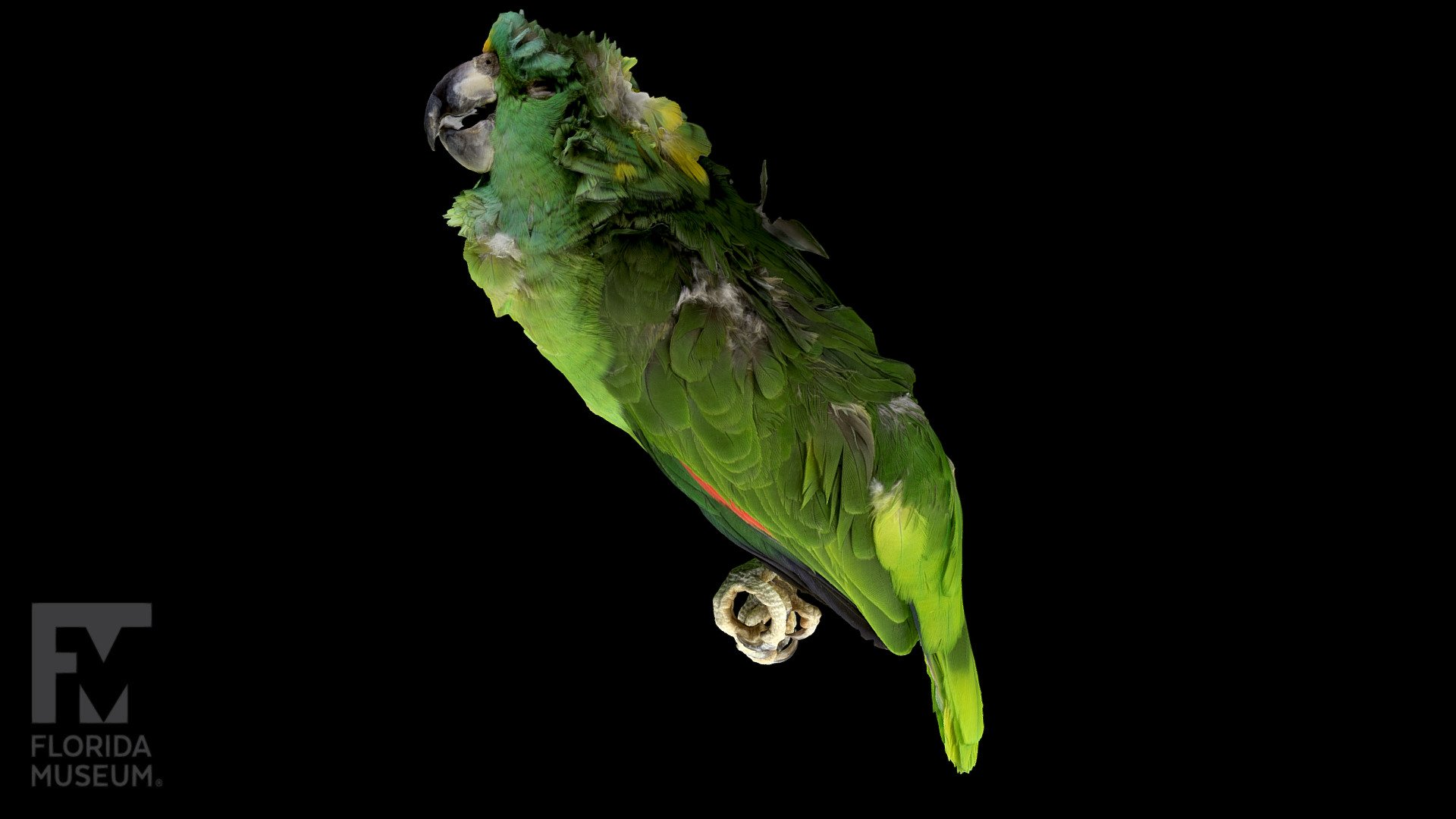 Yellow-naped parrot - 3D model by FloridaMuseum [2217ddb] - Sketchfab