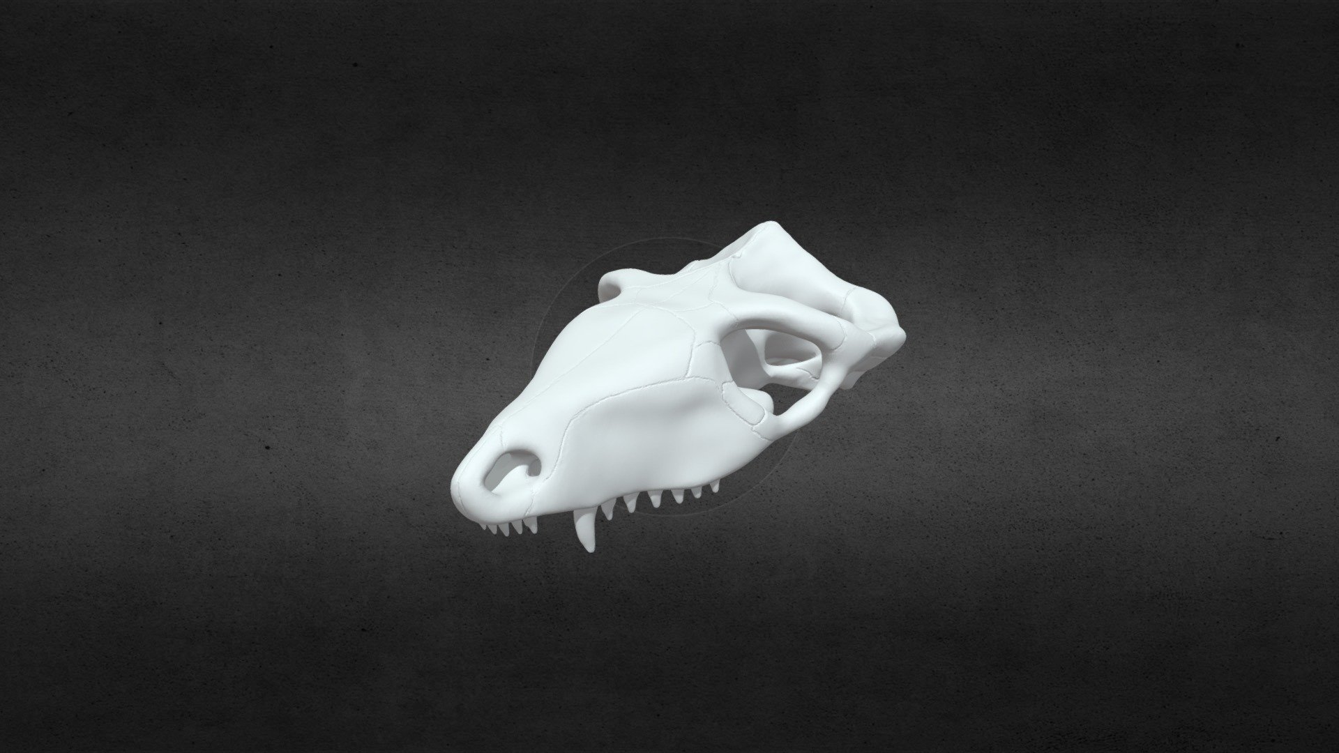 Thrinaxodon Sketchfab Model - 3D model by PaleoZardoz [221baed] - Sketchfab