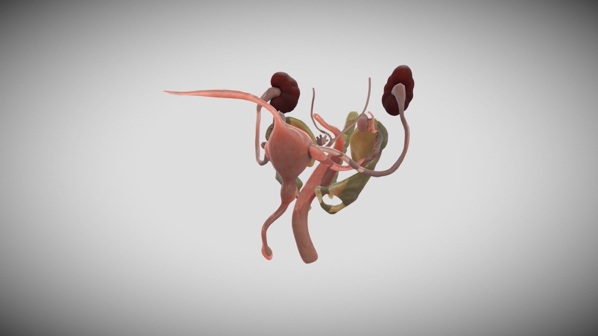 Male reproductive system week sixteen - Buy Royalty Free 3D model by ...