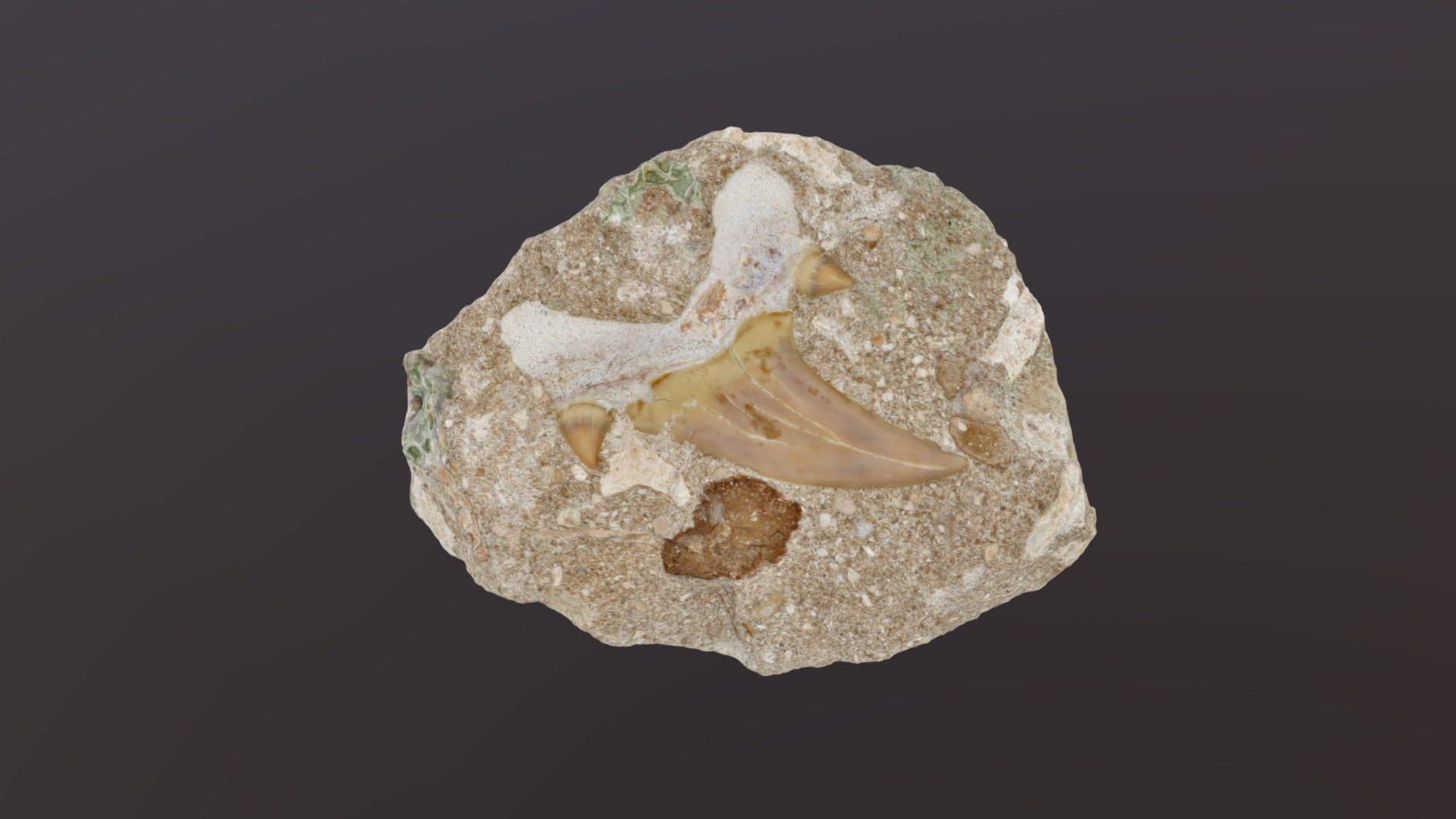Shark Tooth Fossil Part 2 鯊魚牙齒化石 - Download Free 3D model by Herrick ...