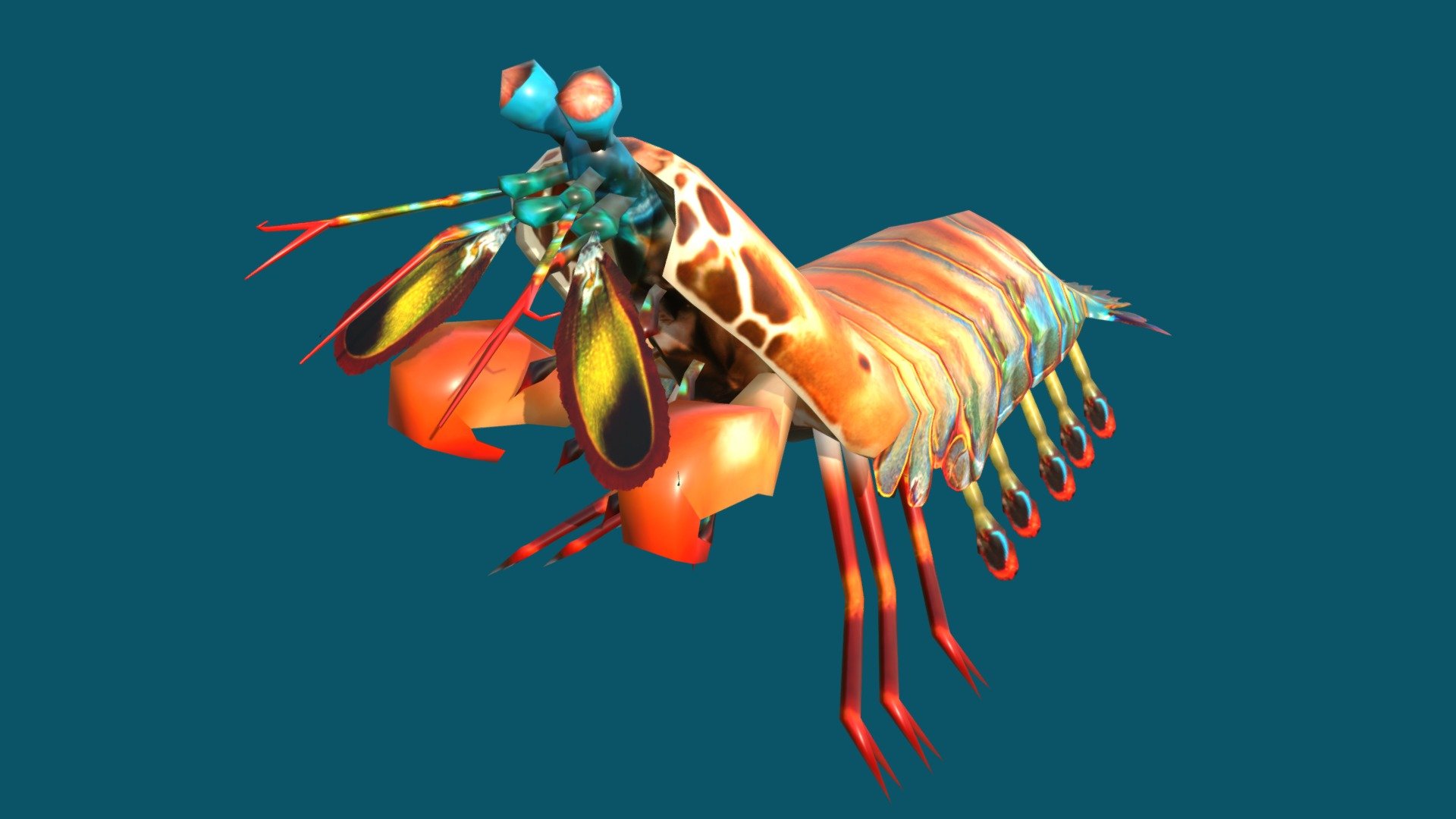 Mantis Shrimp - 3D model by agnesmichalska [2225736] - Sketchfab