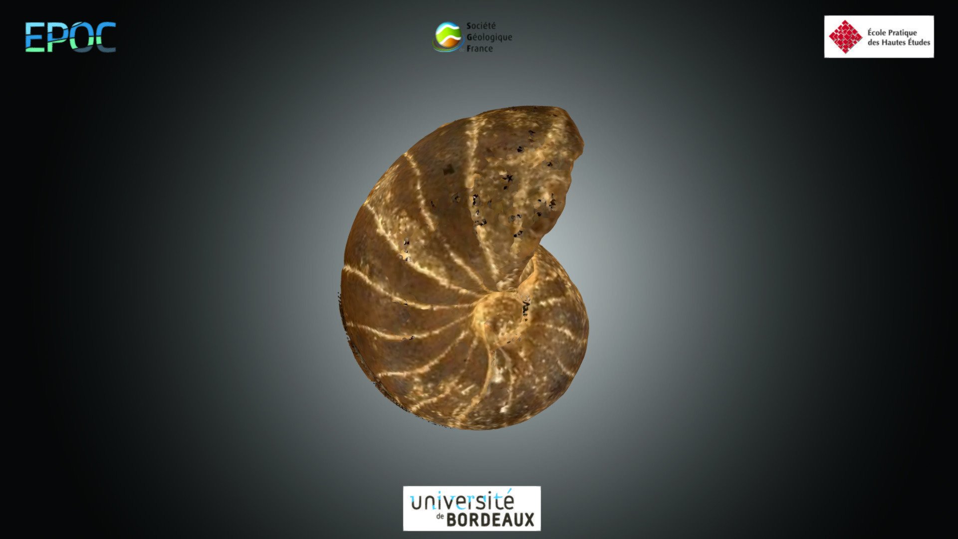 Nautiloïde - Nautilus sp. - Download Free 3D model by Société ...