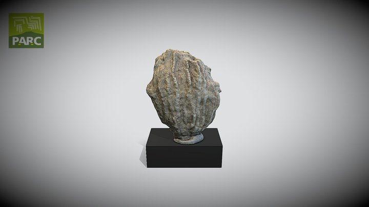 Crinoids 3D models - Sketchfab