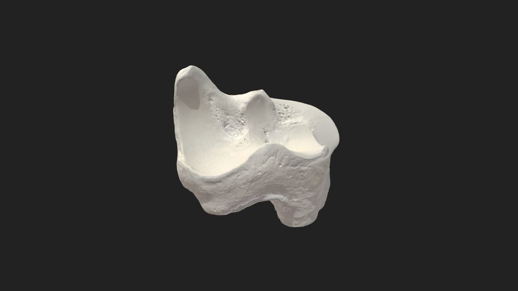 Tarsal bones sheep - A 3D model collection by vetanatMunich - Sketchfab