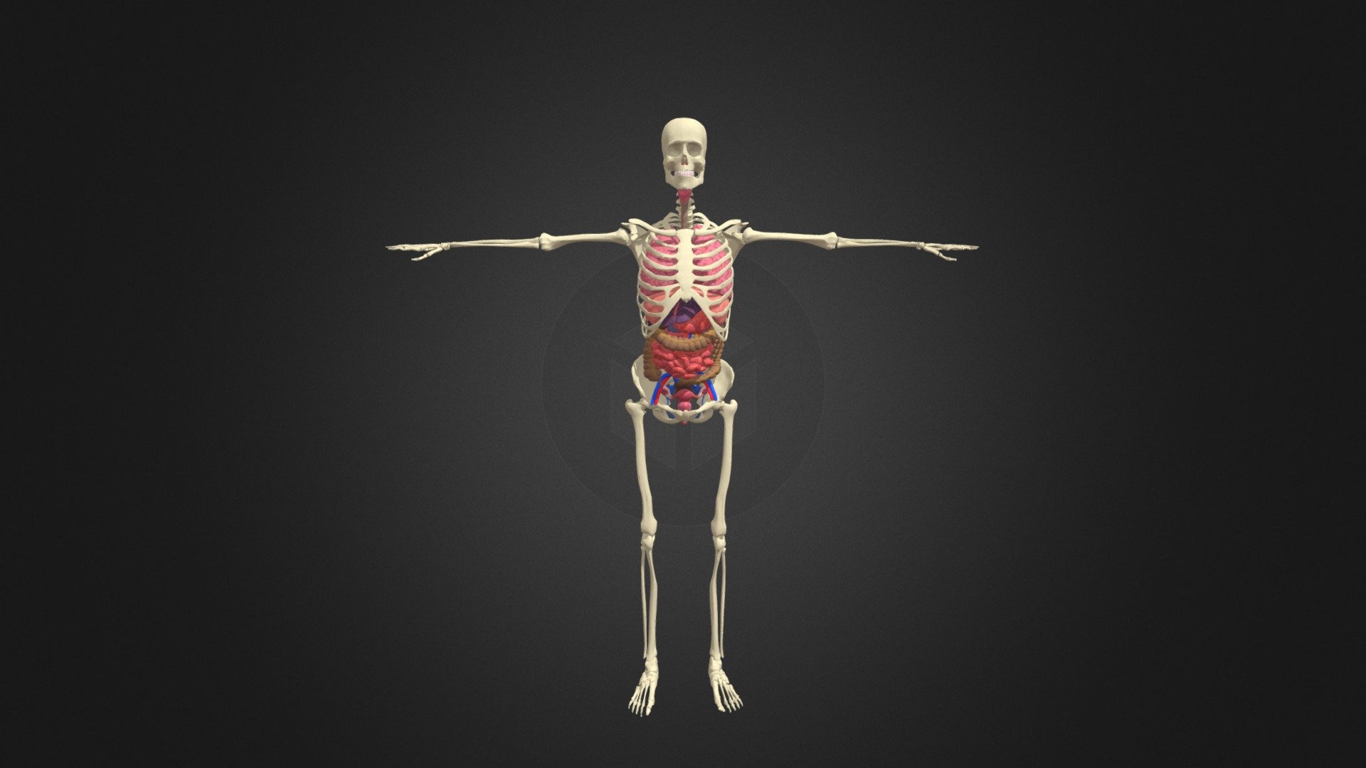 Anatomy Female (work in progress) - 3D model by @German_Martian ...