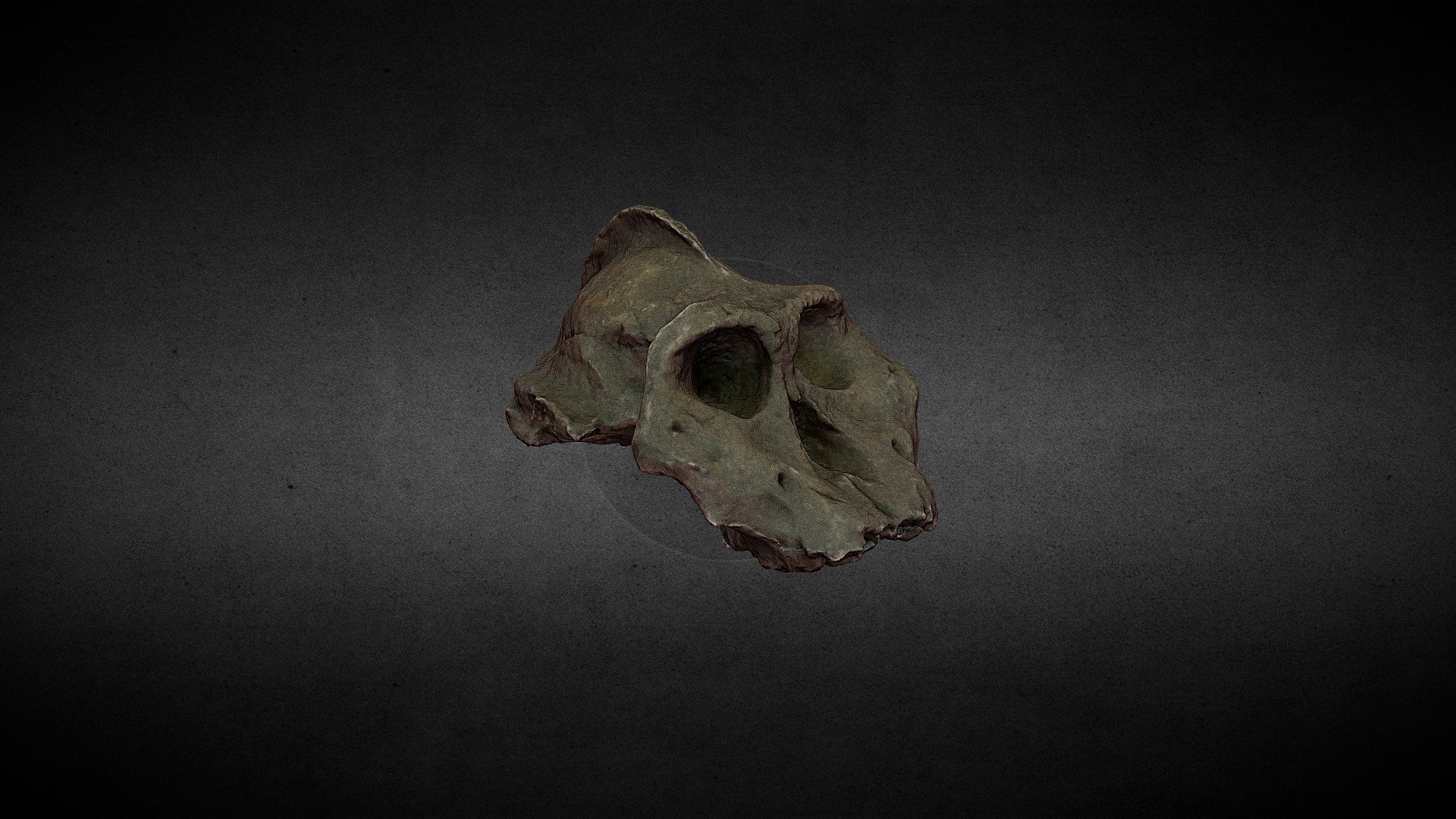 Paranthropus aethiopicus - 3D model by WeatherWiz13 (@WeatherWiz13 ...