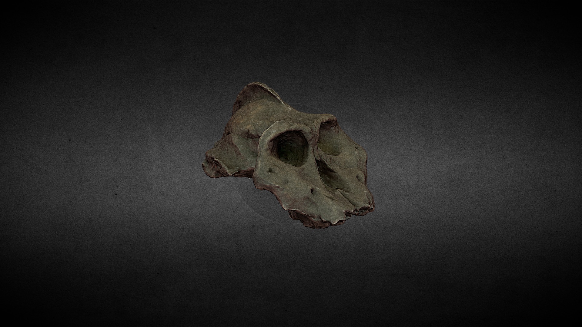 Paranthropus aethiopicus - 3D model by WeatherWiz13 [2243152] - Sketchfab
