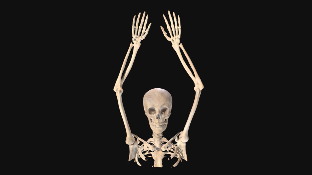 Skeleton Reconstruction - 3D model by imi_ridley [2252218] - Sketchfab