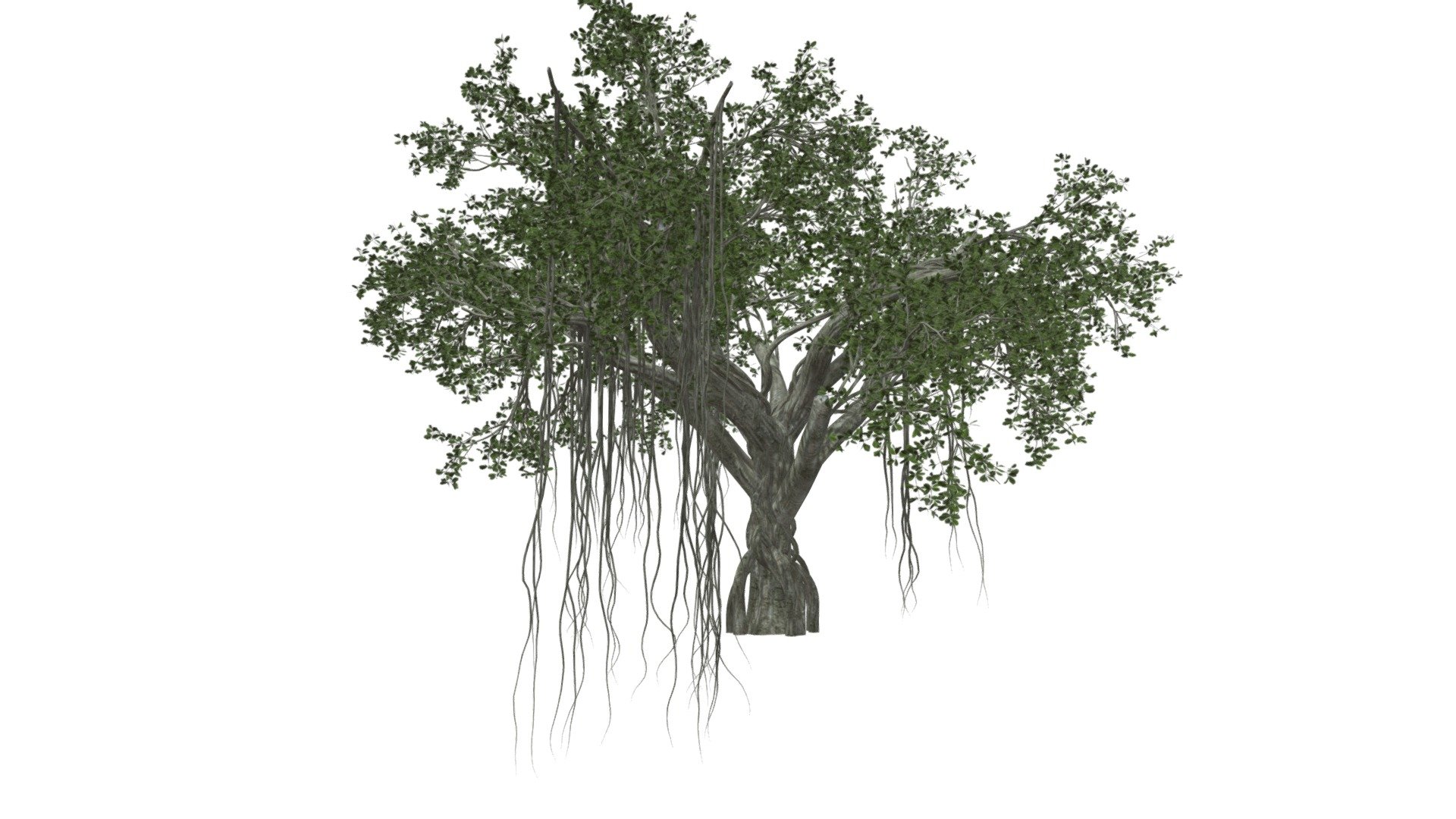 Chinese Banyan Tree #06 - Buy Royalty Free 3D model by meshshape ...