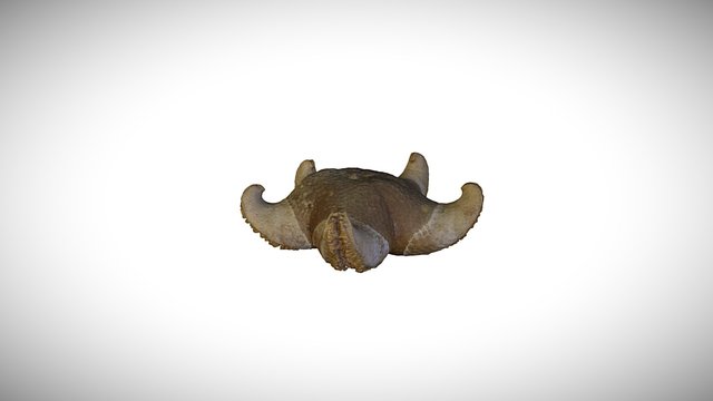 Pterasteridae 3D models - Sketchfab