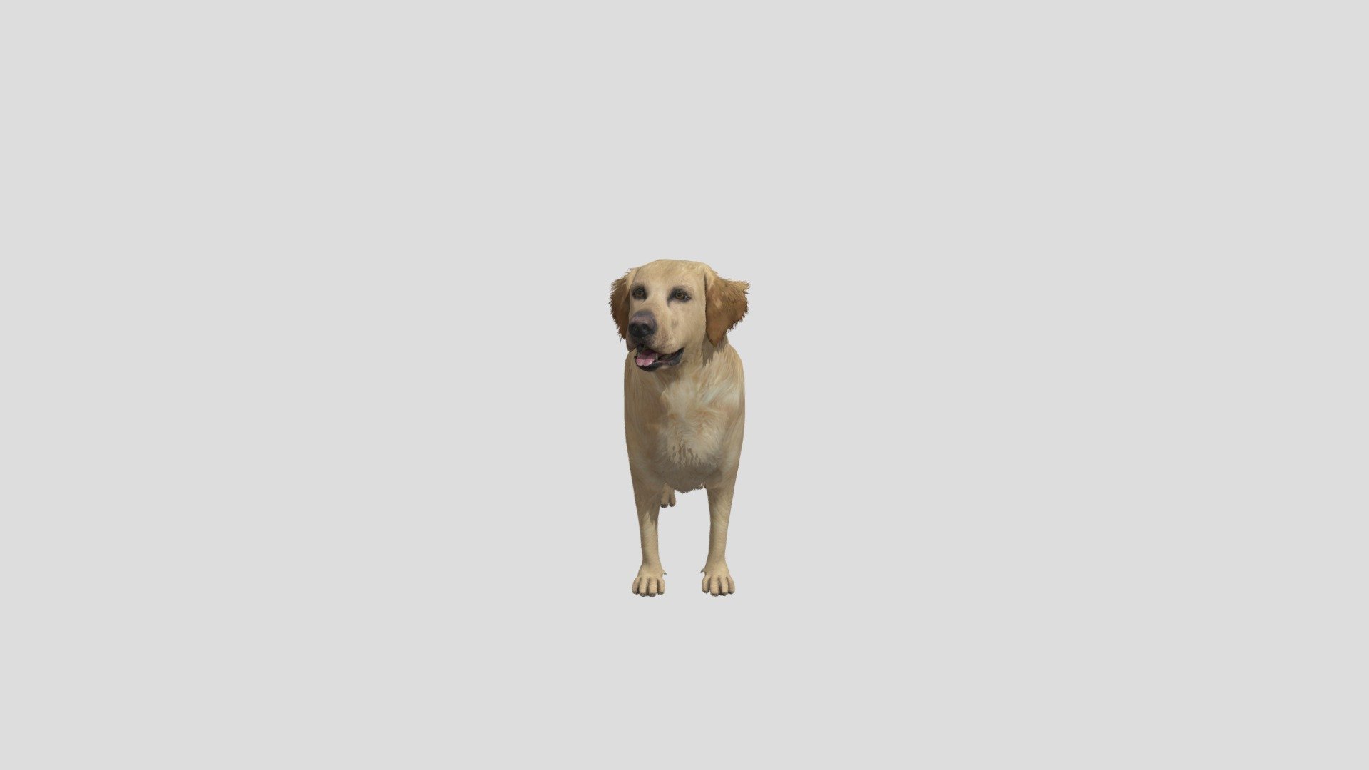 Dog Golden retriever - Buy Royalty Free 3D model by Phil3D ...